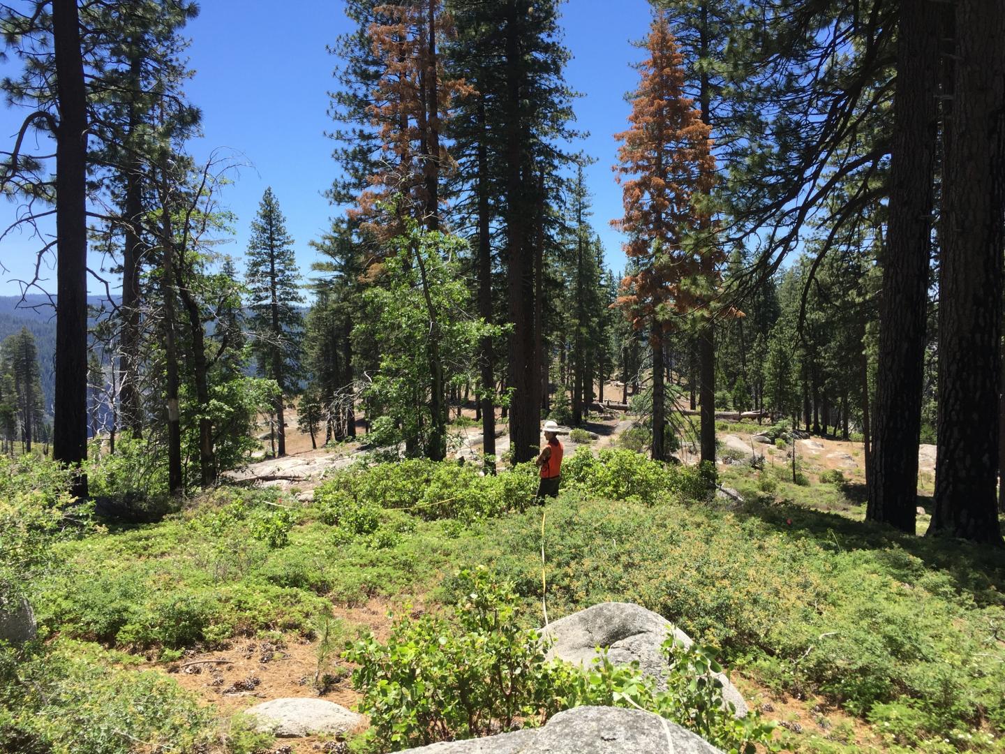 Researcher in Sierra Nevada Fo [IMAGE] | EurekAlert! Science News Releases