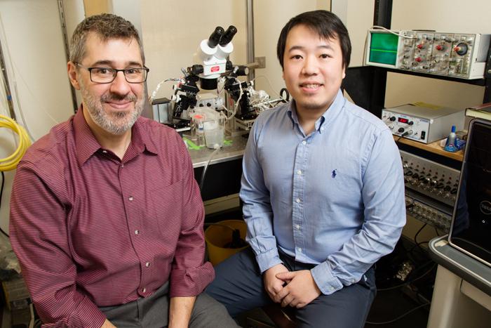 Joshua Gulley and Shuo Kang [IMAGE] | EurekAlert! Science News Releases