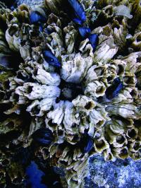 Altered ocean currents disturb ecosystem off | EurekAlert!