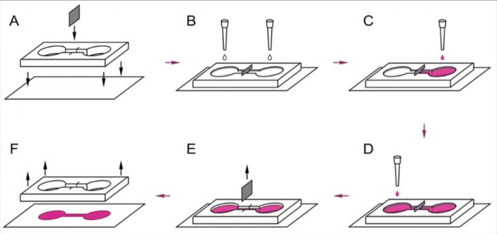 Stages of the Experiment [IMAGE] | EurekAlert! Science News Releases