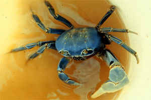 Blue Land Crab ( Cardisoma g [IMAGE] | EurekAlert! Science News Releases