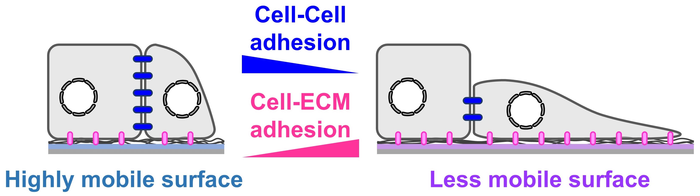 Relationship between cell-cell [IMAGE] | EurekAlert! Science News Releases