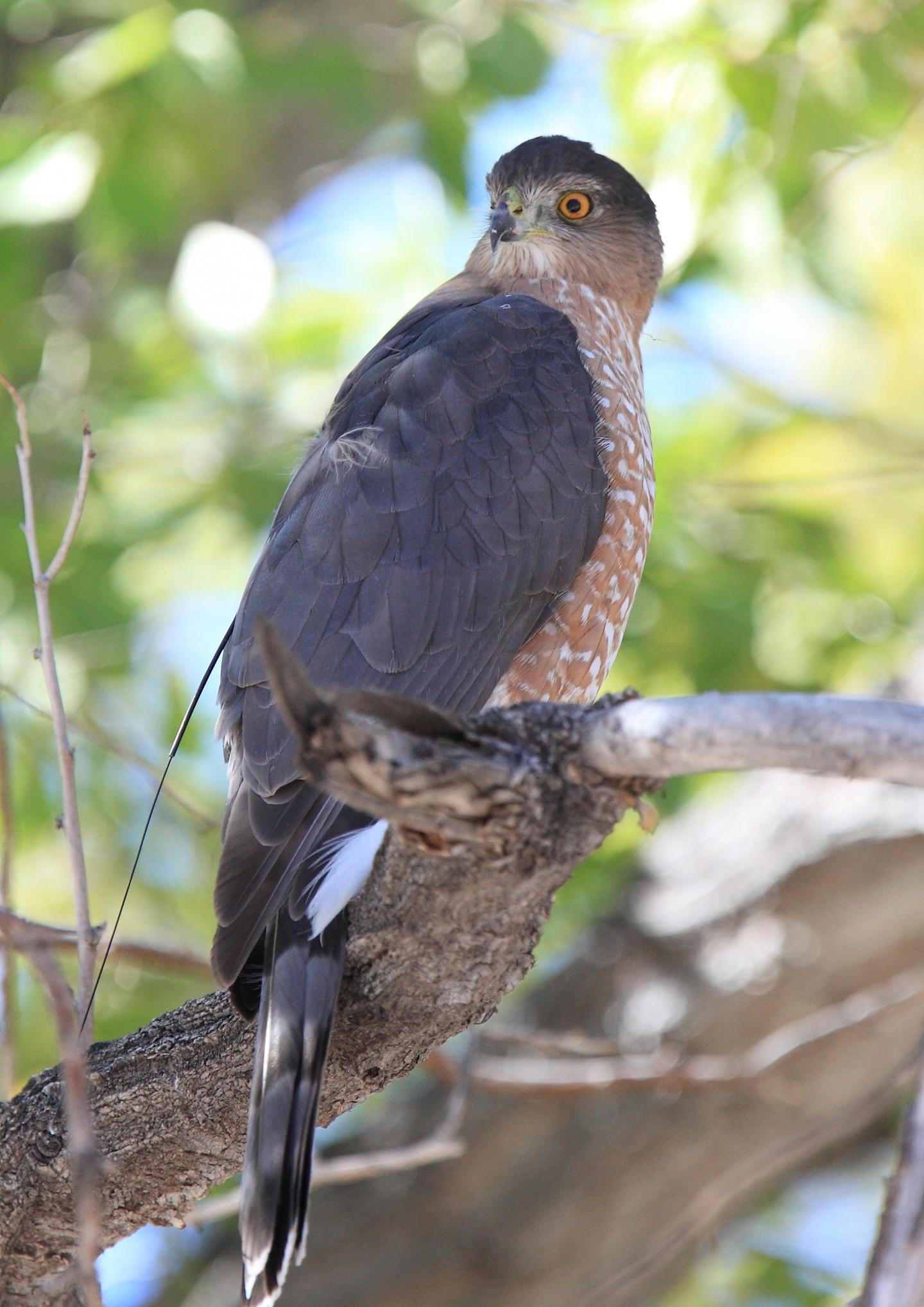 Urban Cooper's hawks outcompete their rural n | EurekAlert!