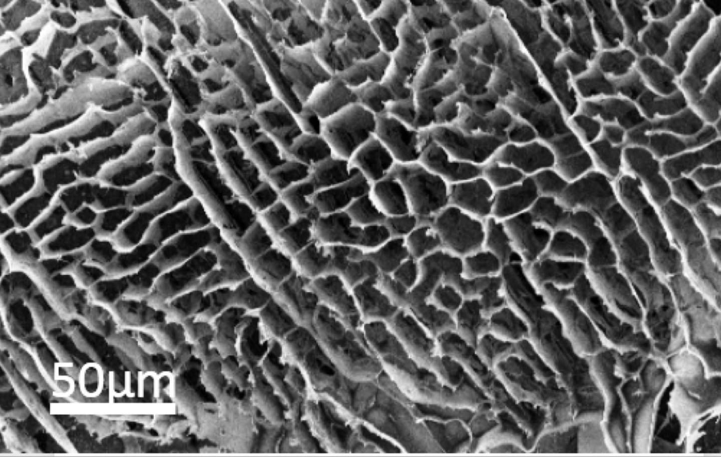 Foam (2 of 3) [IMAGE] | EurekAlert! Science News Releases