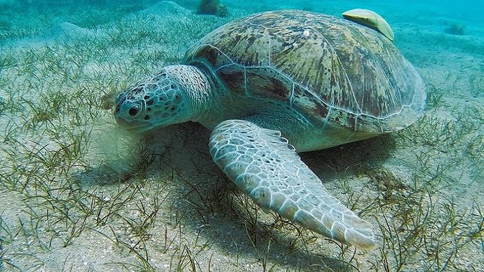 Reducing marine megafauna bycatch | EurekAlert!