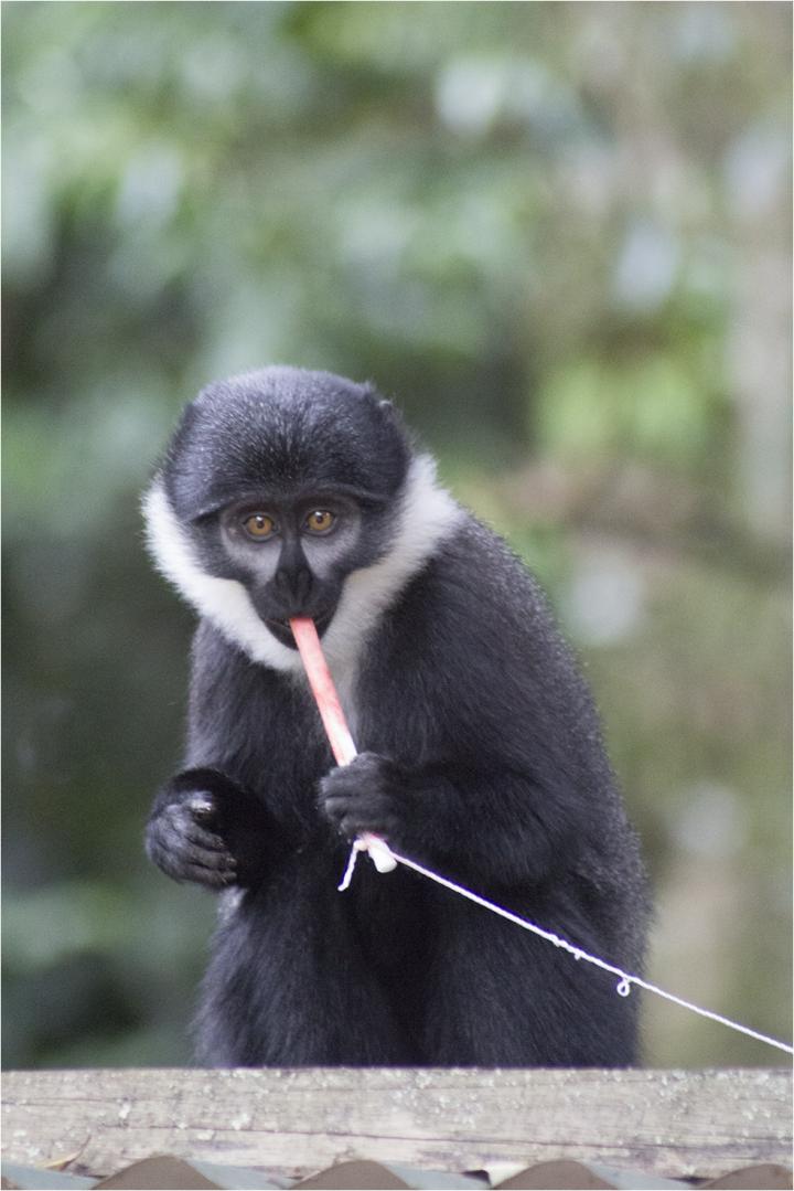 L'houest's Monkey Chewing on R [IMAGE] | EurekAlert! Science News Releases