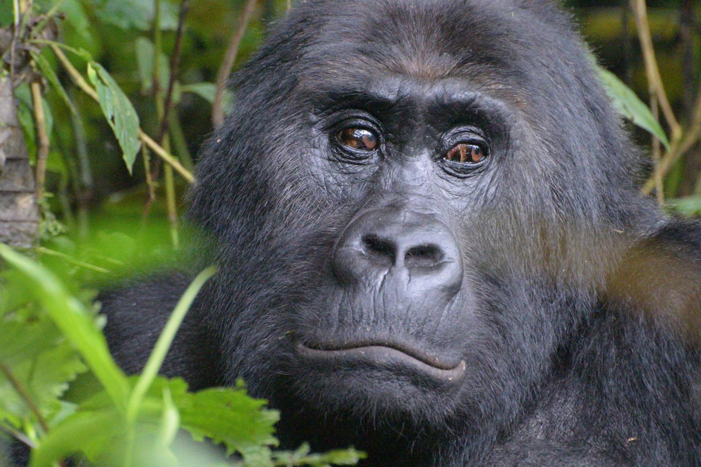 Grauer's Gorilla [IMAGE] | EurekAlert! Science News Releases