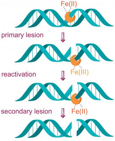 Bleomycin Induced Double Stran [IMAGE] | EurekAlert! Science News Releases