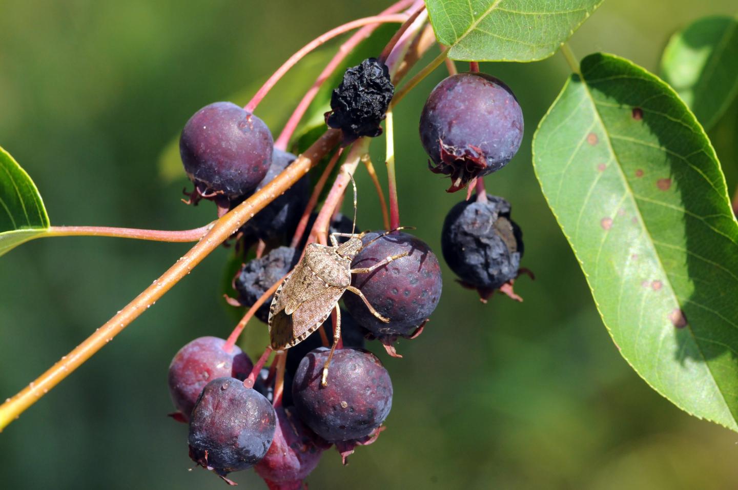 Stink bugs have strong taste for ripe fruit | EurekAlert!