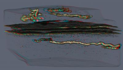 Micro-CT Based 3D Volume Rende [IMAGE] | EurekAlert! Science News Releases