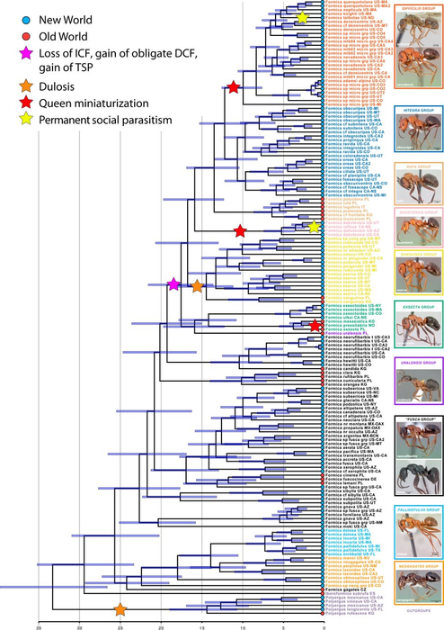 Evolutionary picture of Formic [IMAGE] | EurekAlert! Science News Releases