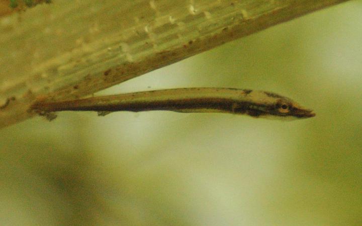 Young Muskie [IMAGE] | EurekAlert! Science News Releases