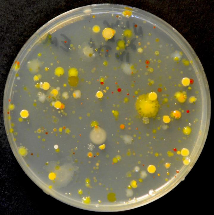 Cultured Leaf Microbiome [IMAGE] | EurekAlert! Science News Releases