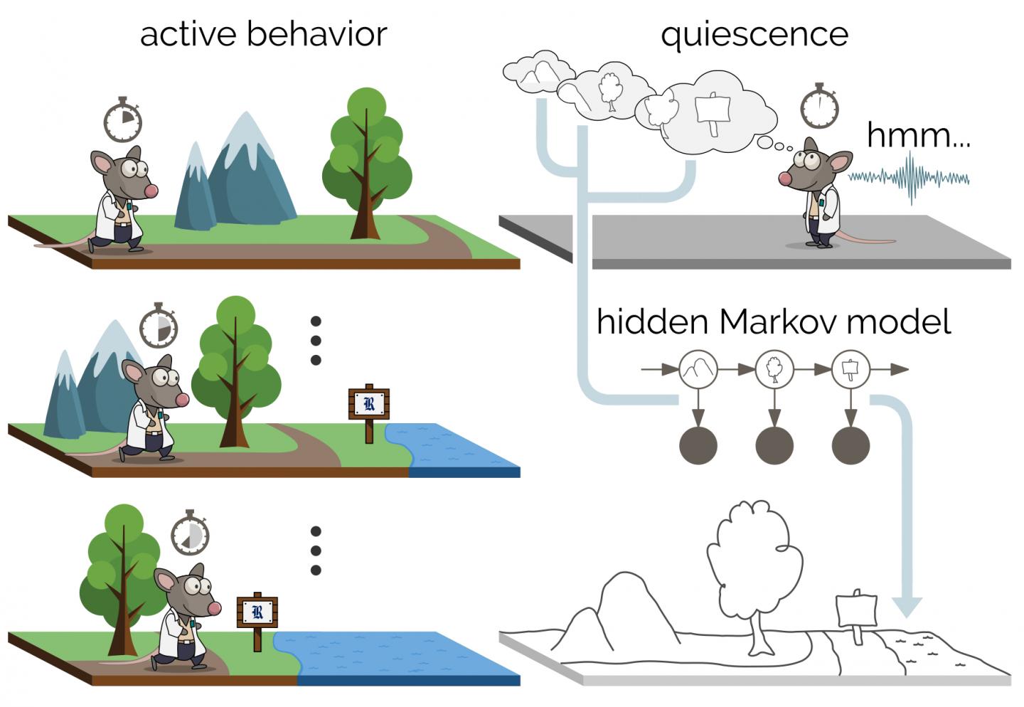 Hippocampus 1 [IMAGE] | EurekAlert! Science News Releases
