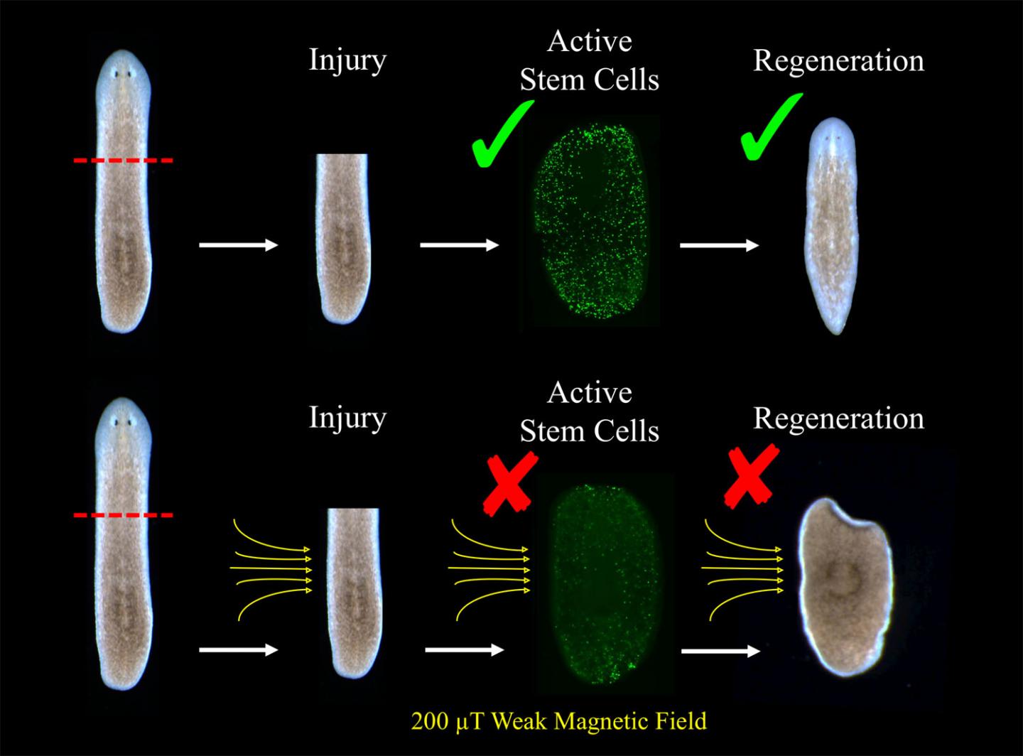 In Living Flatworms, Static Weak Magnetic Fie | EurekAlert!
