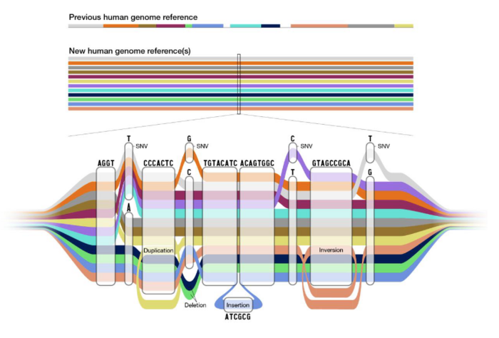 Behind the scenes of a major genomic discover | EurekAlert!