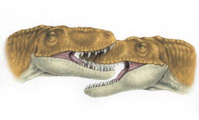The terrible teens of T. rex | EurekAlert!