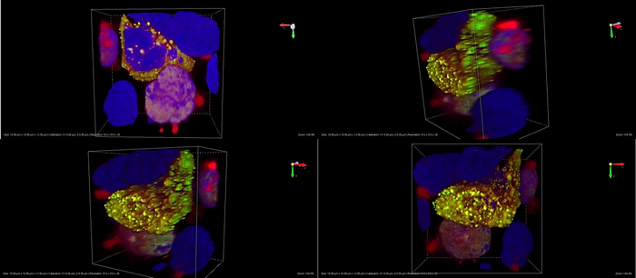 Cultured Mammalian Cells 3d [image] Eurekalert Science News Releases