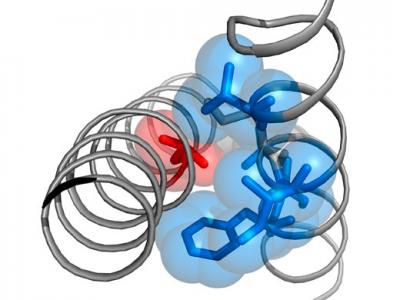 Timothy syndrome mutations provide new insigh | EurekAlert!