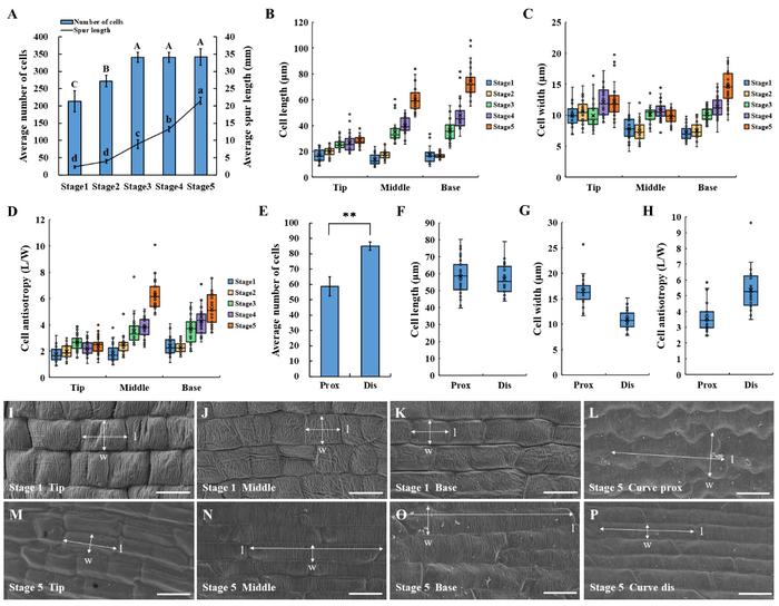 Figure 1 [IMAGE] | EurekAlert! Science News Releases