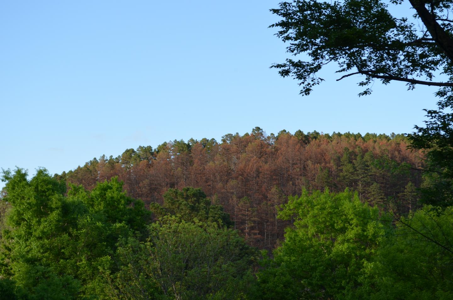 Killer Insects [IMAGE] | EurekAlert! Science News Releases