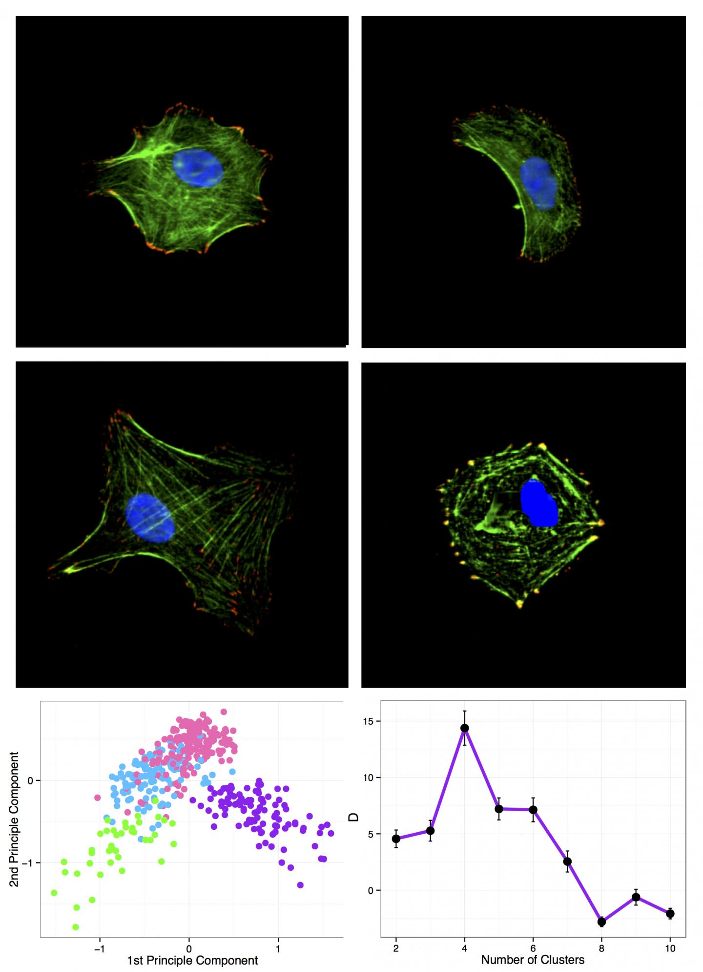 Progeny Clustering [IMAGE] | EurekAlert! Science News Releases