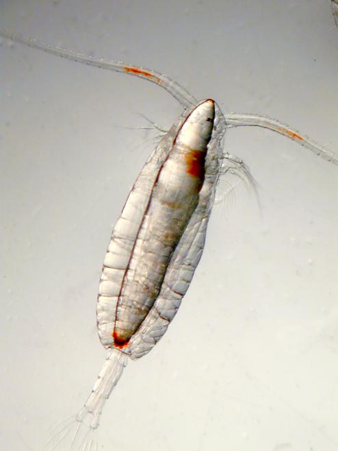 Copepod [IMAGE] | EurekAlert! Science News Releases