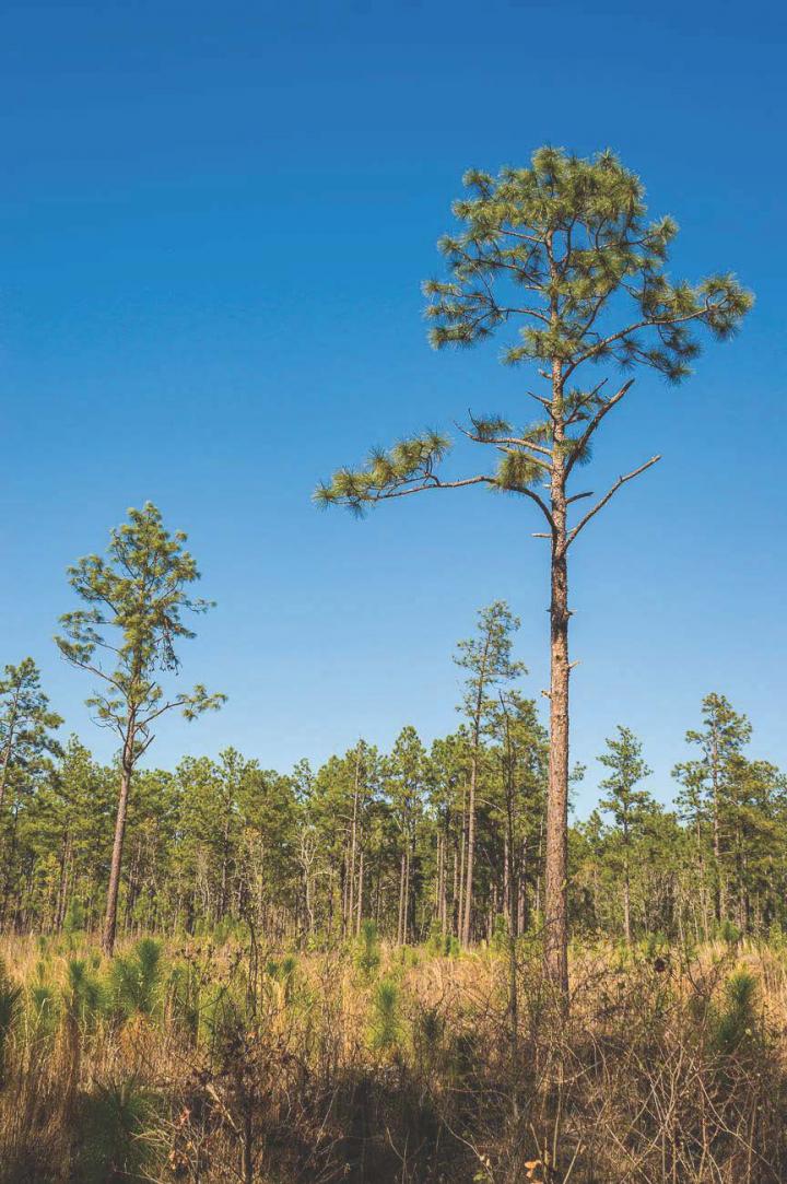 A longleaf pine savanna [IMAGE] | EurekAlert! Science News Releases
