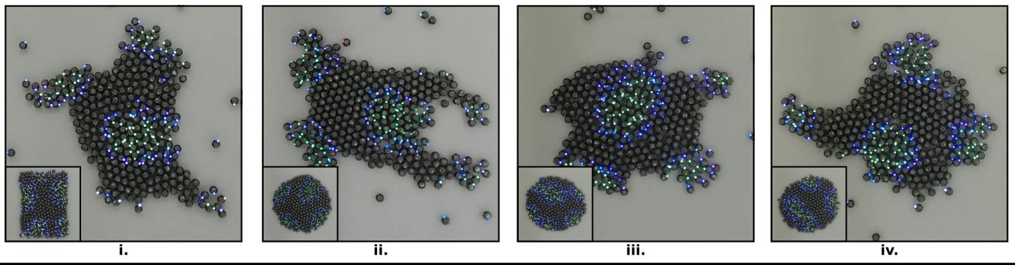 Building a Robotic Swarm That [IMAGE] | EurekAlert! Science News Releases