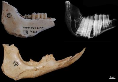 Myotragus balearicus Lo [IMAGE] | EurekAlert! Science News Releases