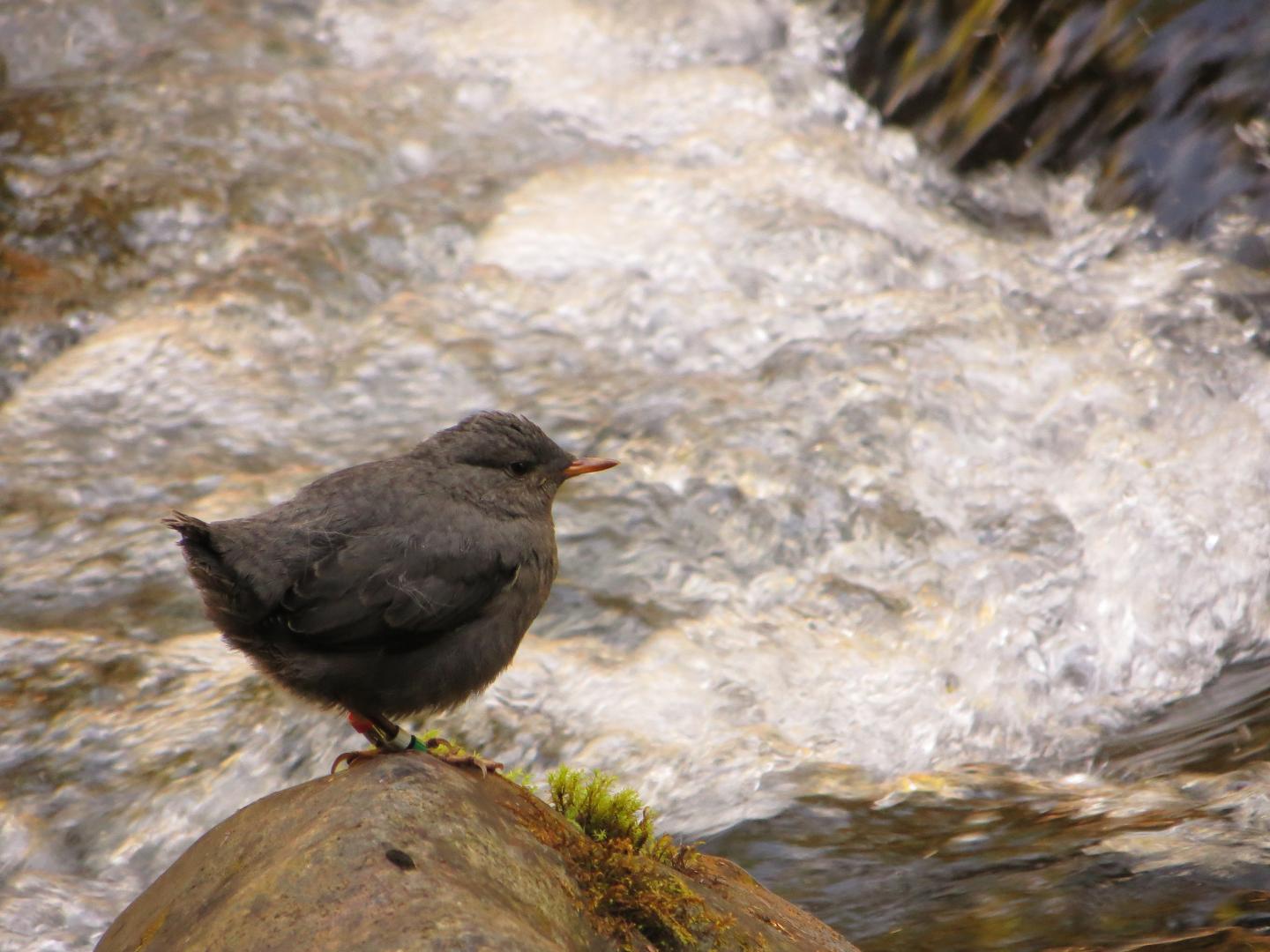 American Dipper [IMAGE] | EurekAlert! Science News Releases