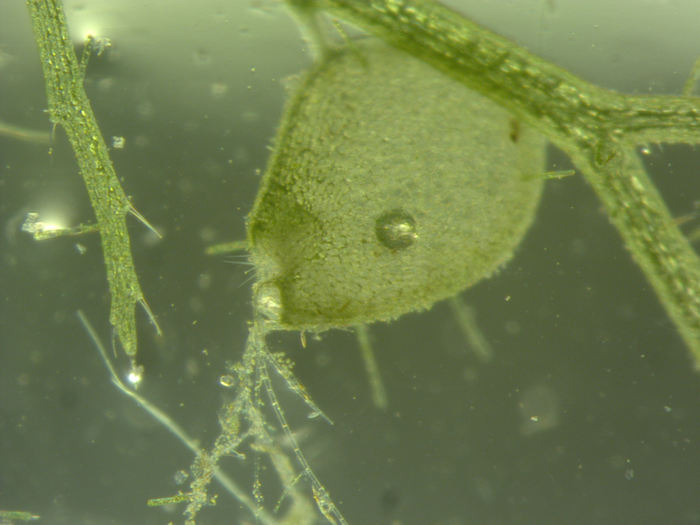 Utricularia [IMAGE] | EurekAlert! Science News Releases
