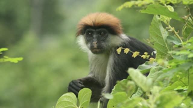 Genetic differences among monkeys in Tanzania | EurekAlert!