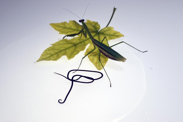 Horse hairworm and mantis [IMAGE] | EurekAlert! Science News Releases
