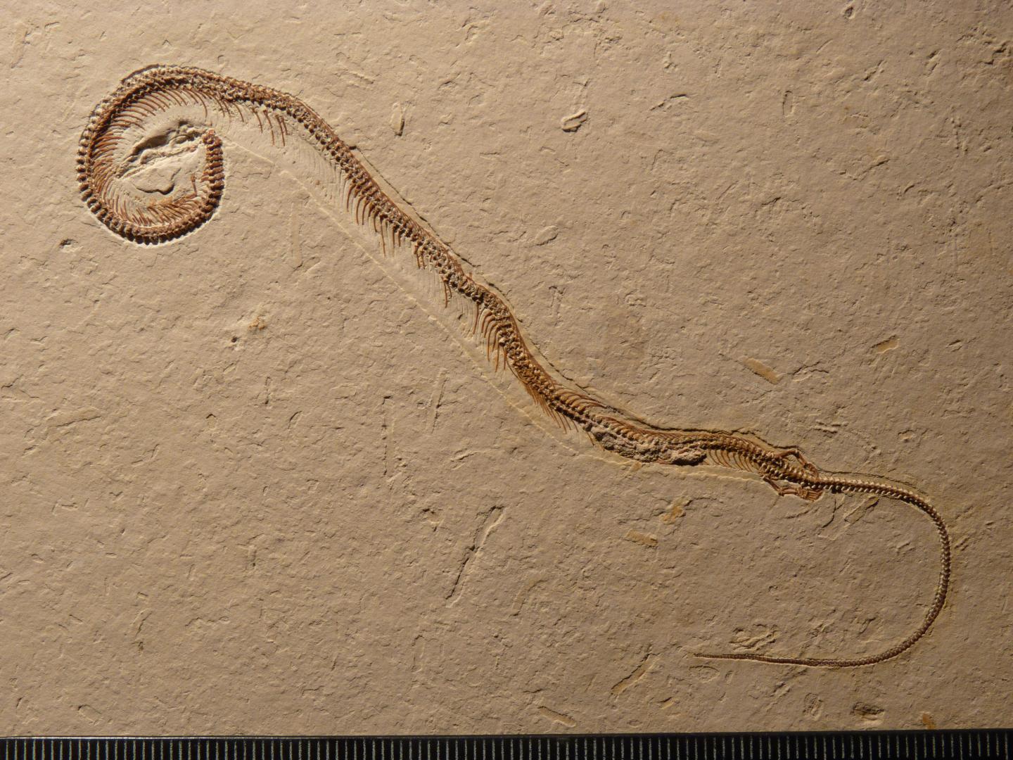 Four-legged Fossil Suggests Sn [IMAGE] | EurekAlert! Science News Releases