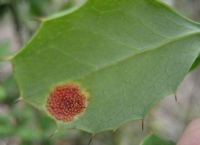 Genetic Tools in the Battle against Stem Rust | EurekAlert!
