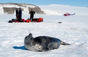 Weddell seals in the Antarctic strategically | EurekAlert!
