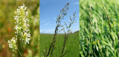 Three Examples of Grass Specie [IMAGE] | EurekAlert! Science News Releases