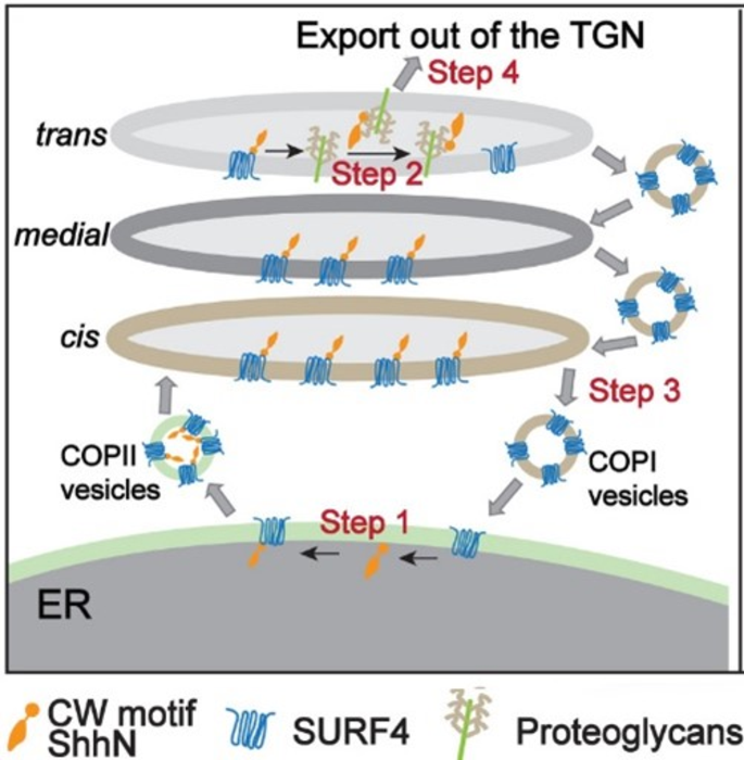 Figure 2 [IMAGE] | EurekAlert! Science News Releases
