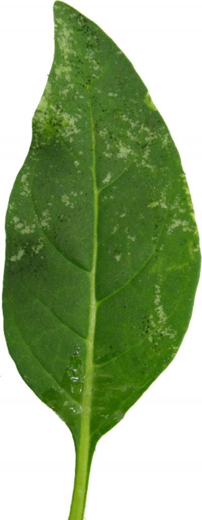 Infested Tobacco Leaf [IMAGE] | EurekAlert! Science News Releases