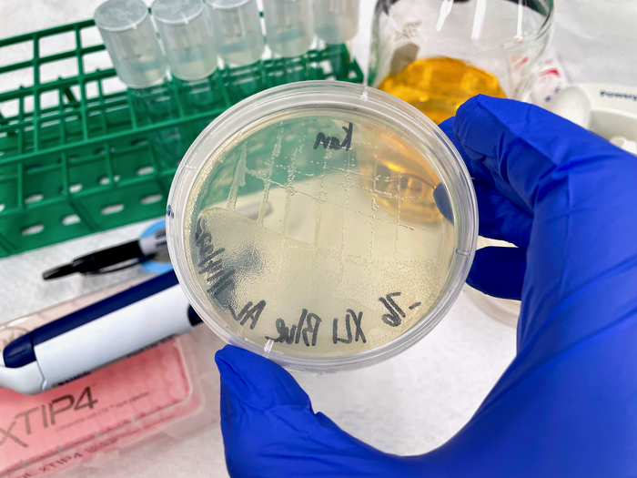 E. coli that produce form II r [IMAGE] | EurekAlert! Science News Releases