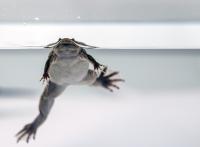 Endocrine disruptors and frog metabolic disor | EurekAlert!