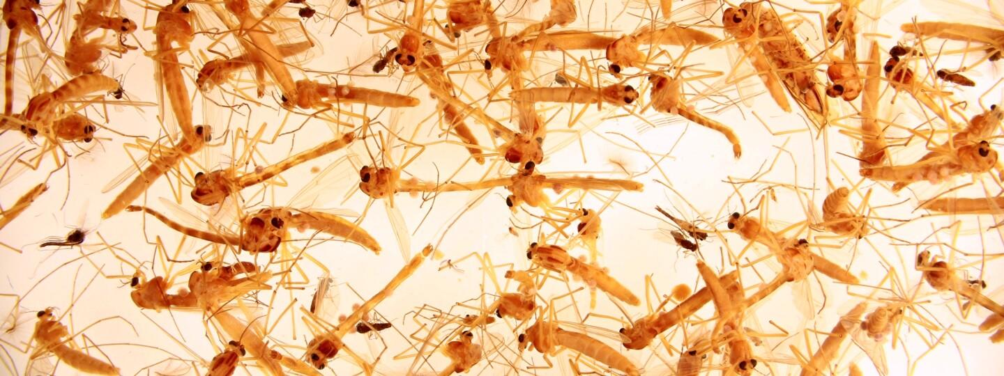 Chironomids. [IMAGE] | EurekAlert! Science News Releases