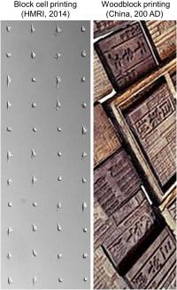 New live-cell printing technology works like | EurekAlert!