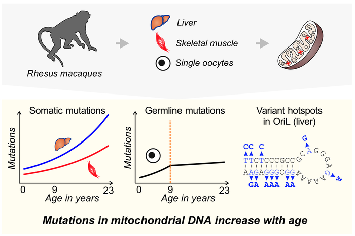 Makova mtDNA mutations macaque [IMAGE] | EurekAlert! Science News Releases