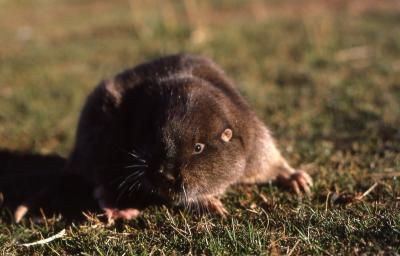 Four new species of tuco-tucos identified fr | EurekAlert!