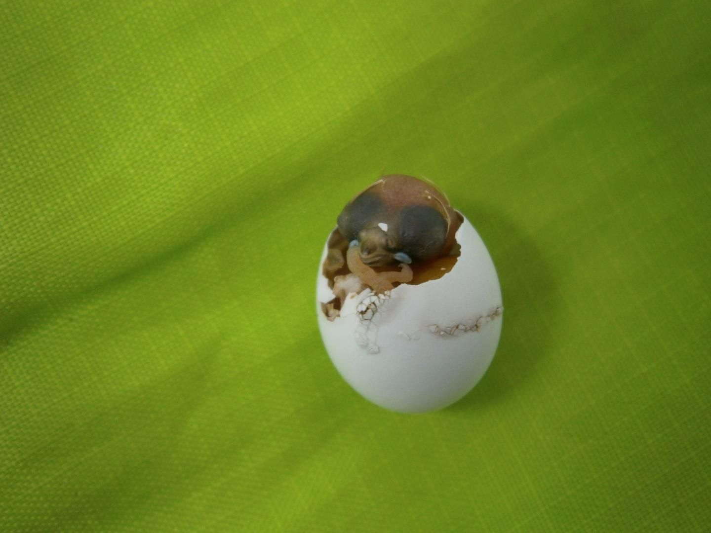 Born Prepared for Global Warming...Thanks to | EurekAlert!