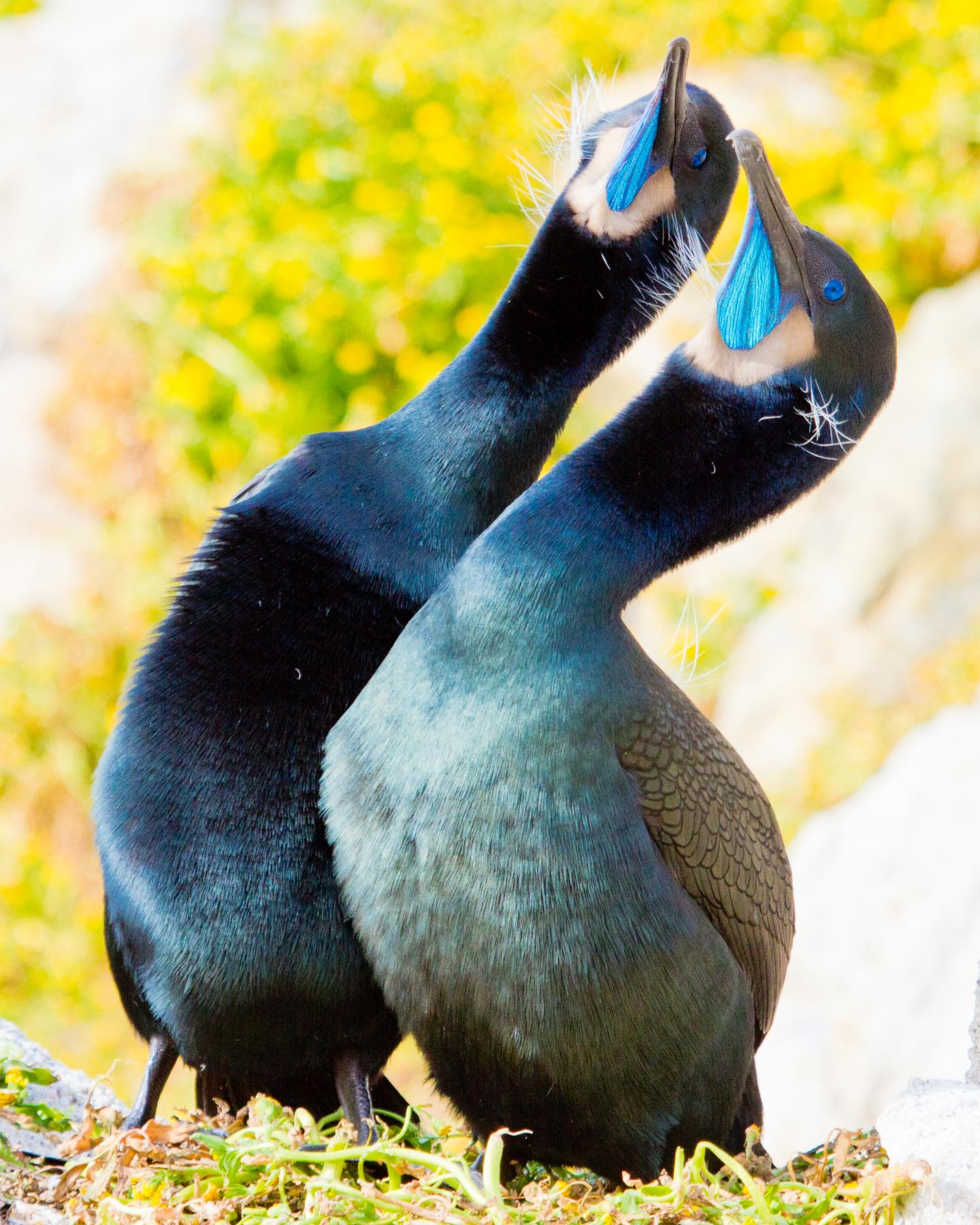Brandt's Cormorant Pair [IMAGE] | EurekAlert! Science News Releases