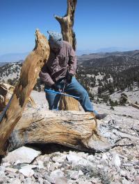 Ancient high-altitude trees grow faster as te | EurekAlert!