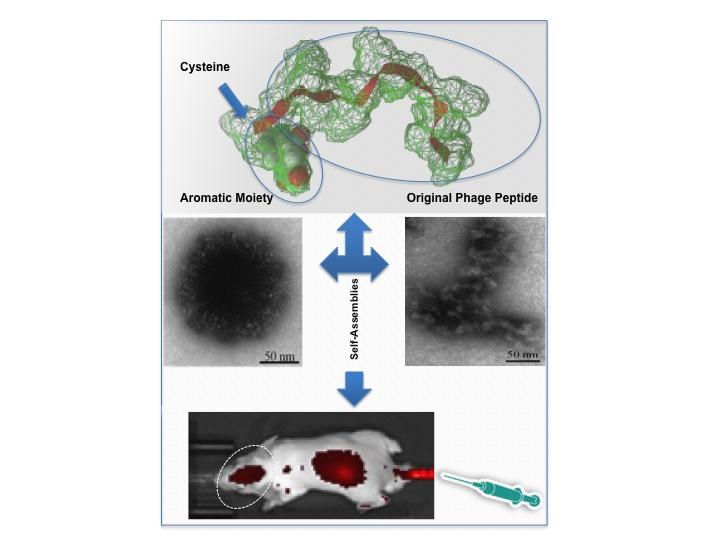 Targeting the Brain [IMAGE] | EurekAlert! Science News Releases